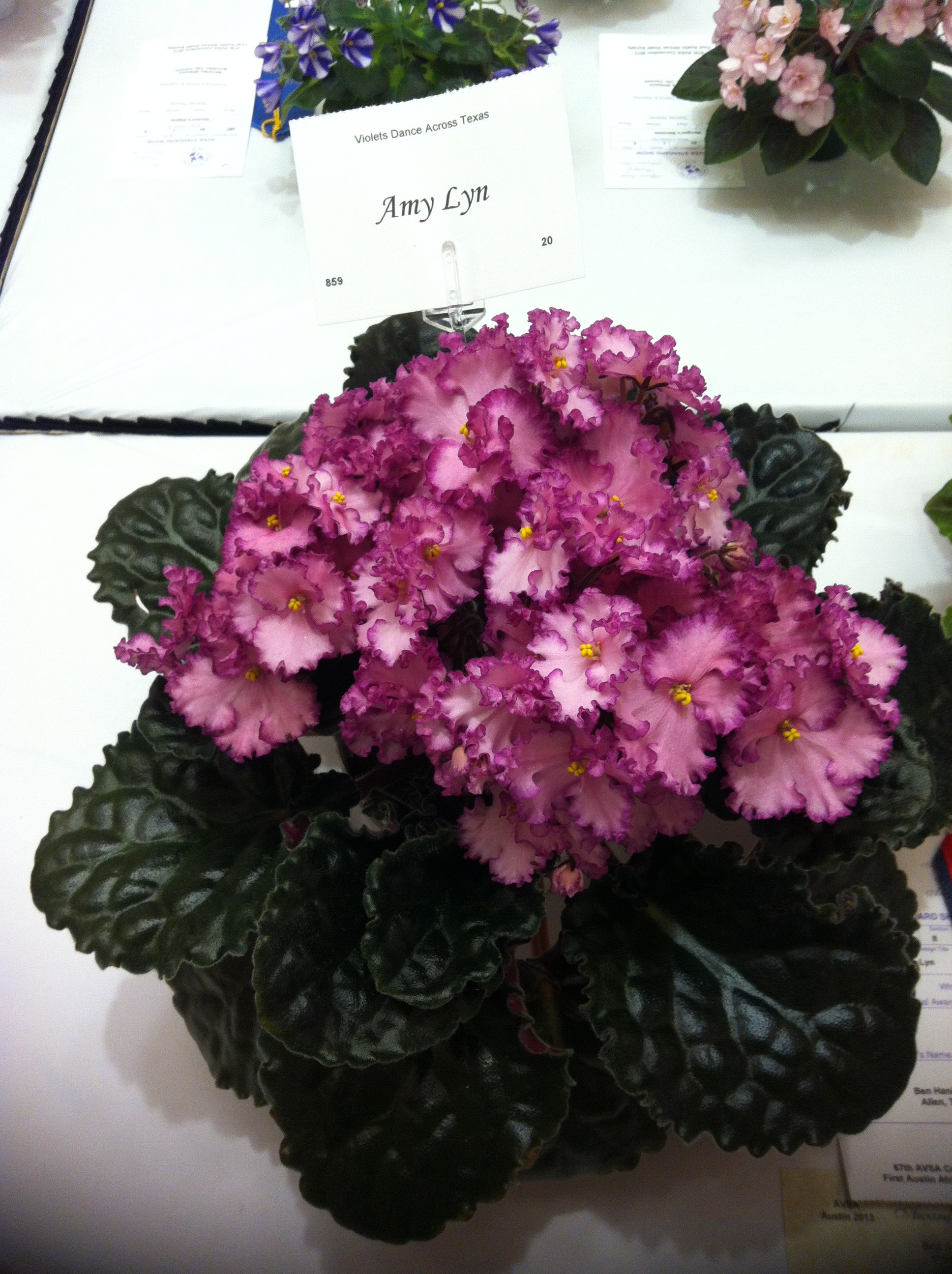 Amy Lyn – First African Violet Society of Denton