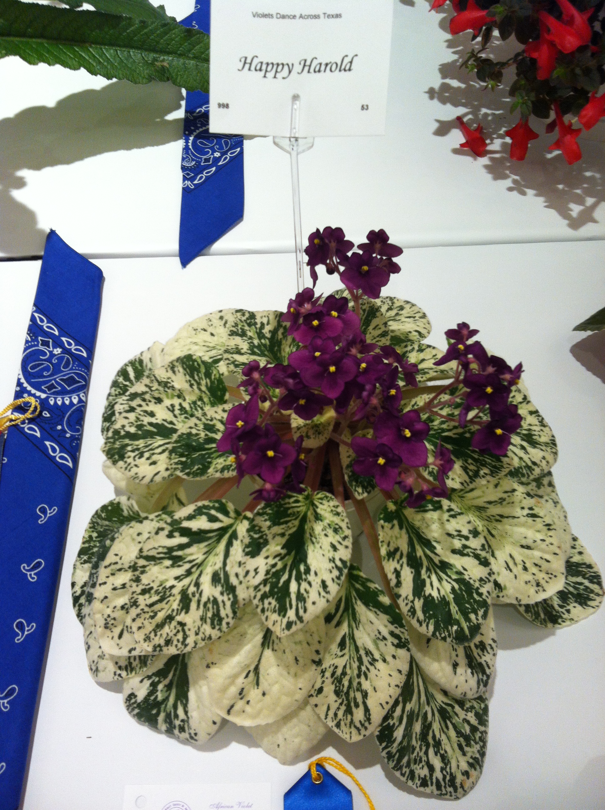 Happy Harold – First African Violet Society of Denton