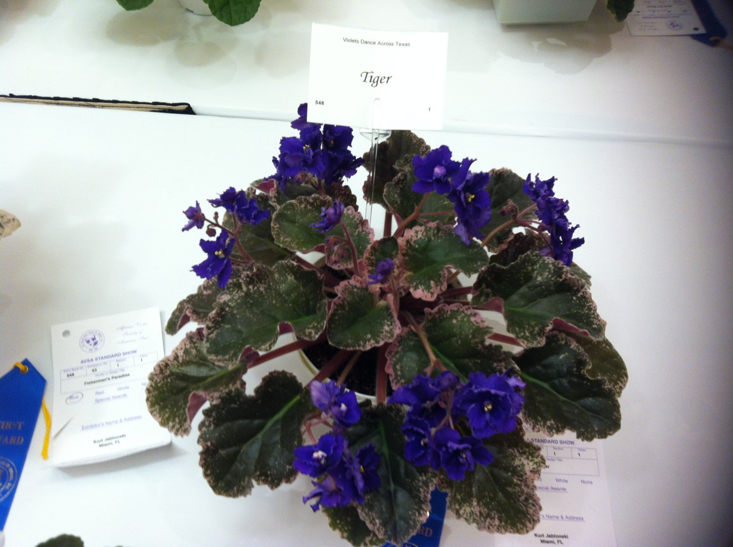 Tiger – First African Violet Society of Denton