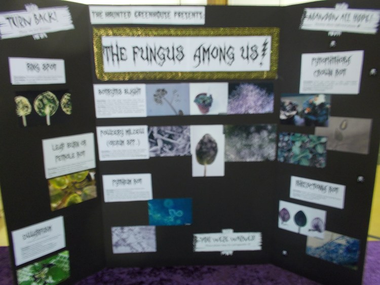 Fungus Among Us – First African Violet Society of Denton